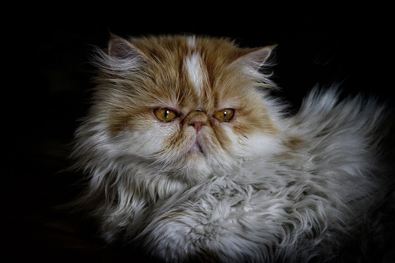 Persian Cat Breed: 10 Essential Facts About Exotic Longhairs