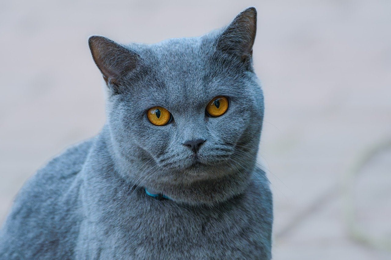 Top 11 Exotic Cat Breeds: Guide To Rare And Unusual Cats