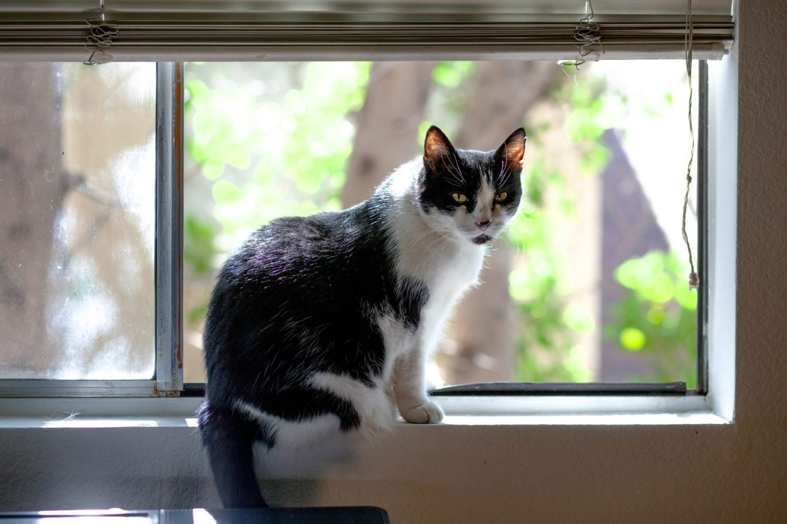 Indoor Vs Outdoor Cats - 5 Pros, Cons, And Best Practices