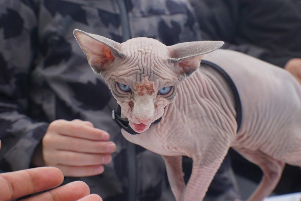 Top 10 Short Haired Cat Breeds - Sleek And Sweet Companions