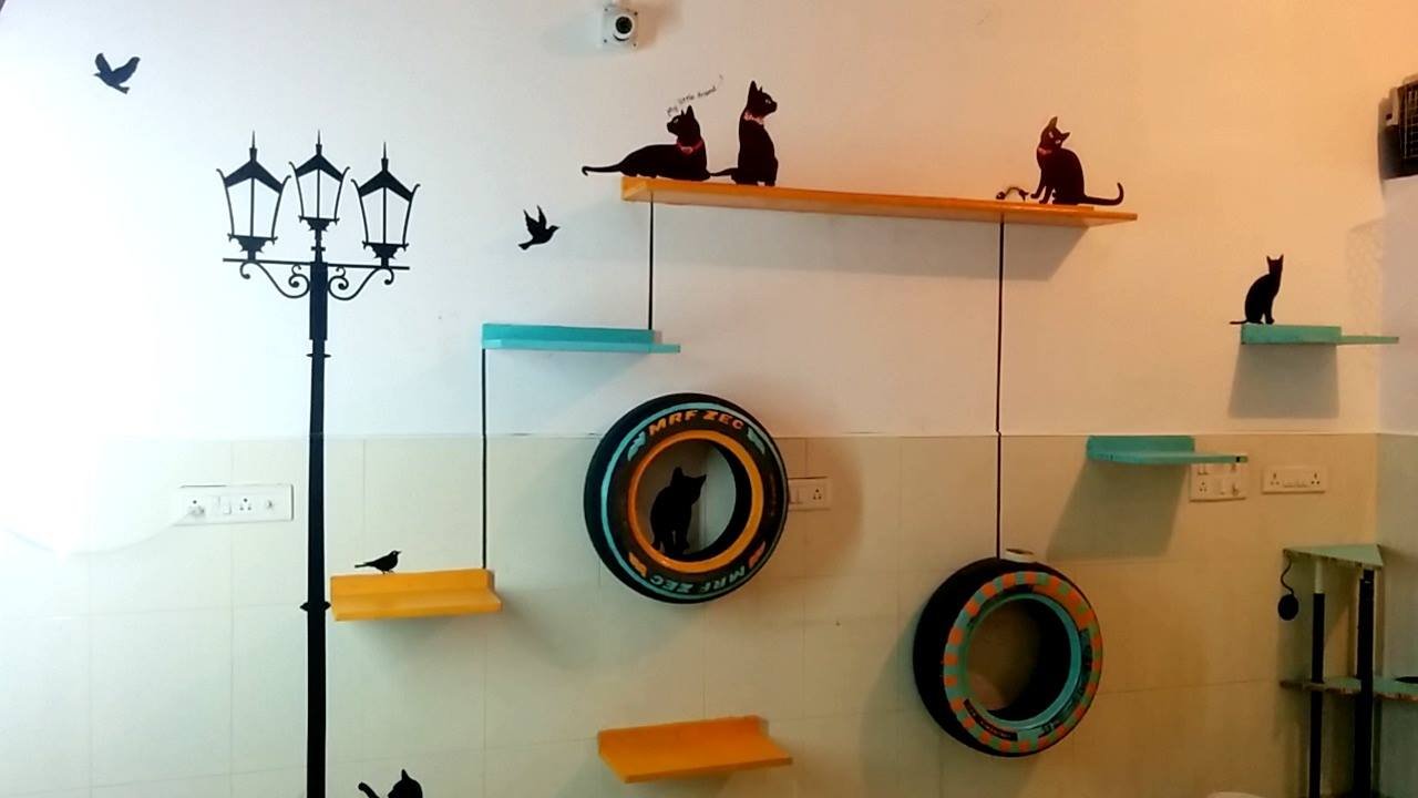 Best Cat Cafe In Bangalore - 3 Options For A Magical Time